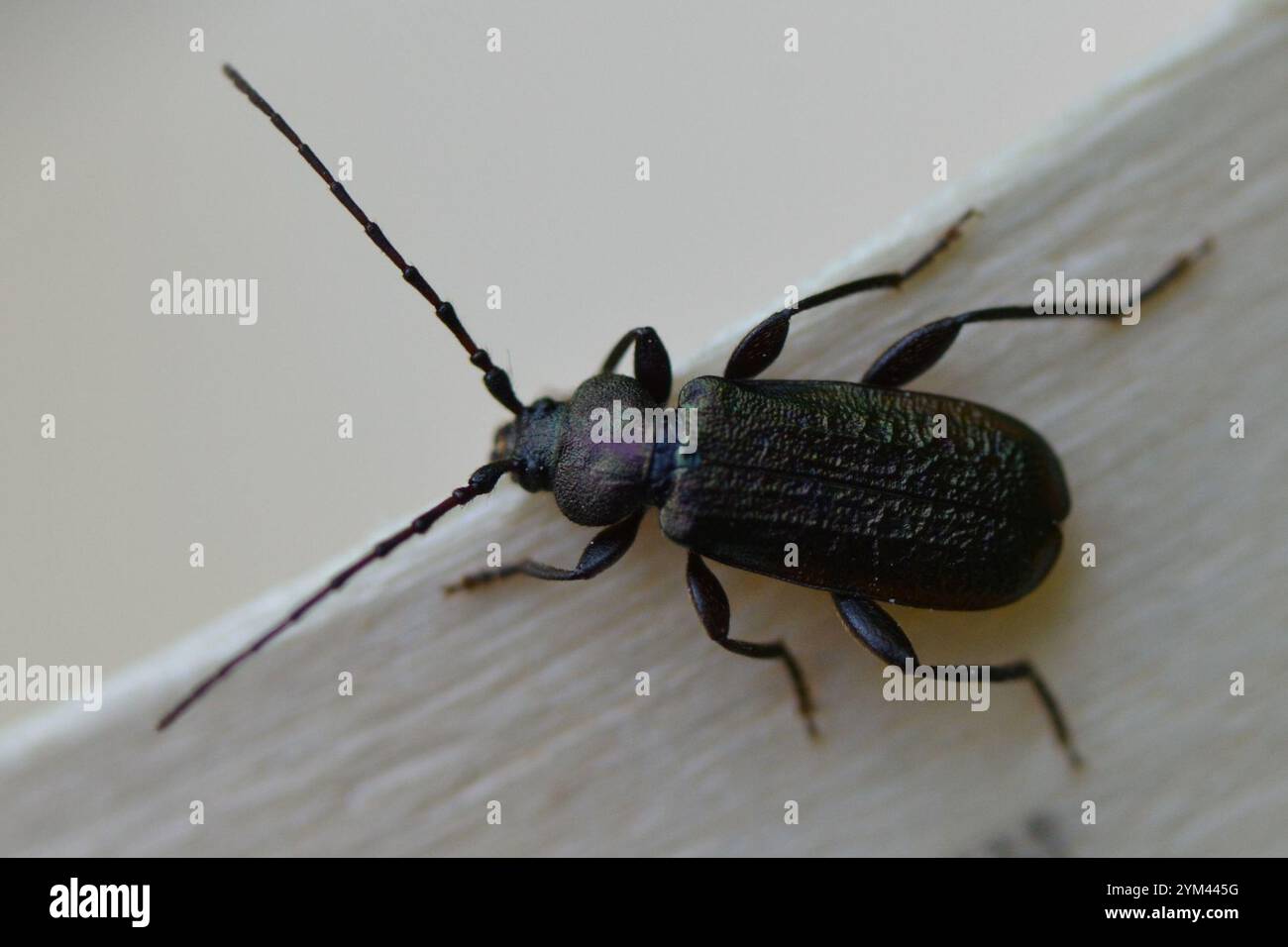 Callidium aeneum hi-res stock photography and images - Alamy