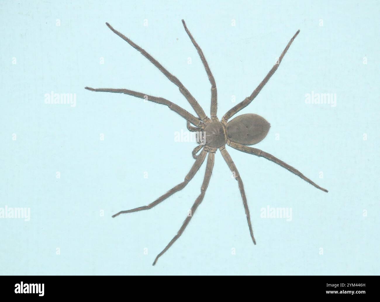 Pantropical Huntsman Spider (Heteropoda venatoria Stock Photo - Alamy