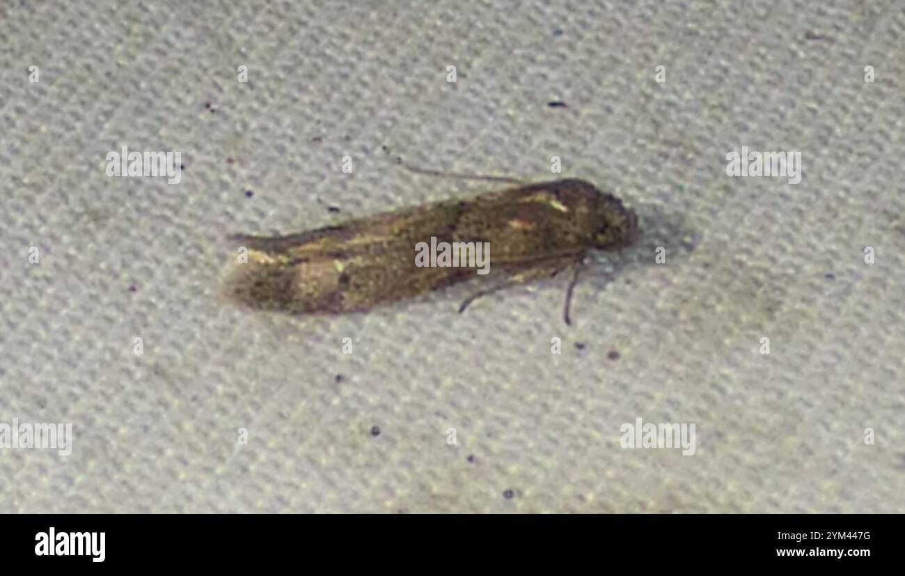 Acorn Moth (Blastobasis glandulella Stock Photo - Alamy