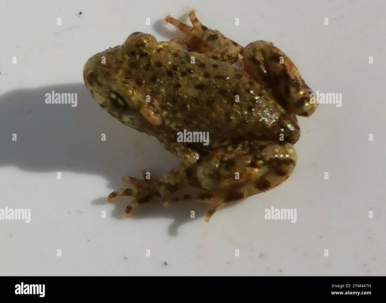 Common Midwife Toad (Alytes obstetricans Stock Photo - Alamy