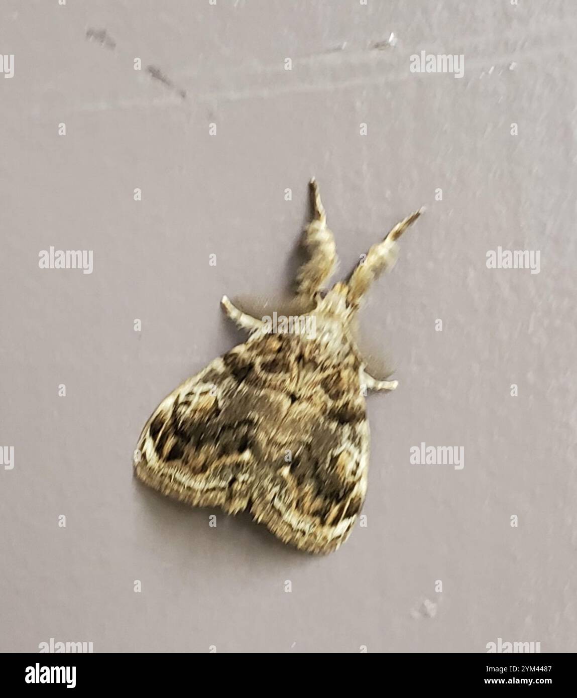 White-marked Tussock Moth (Orgyia leucostigma Stock Photo - Alamy