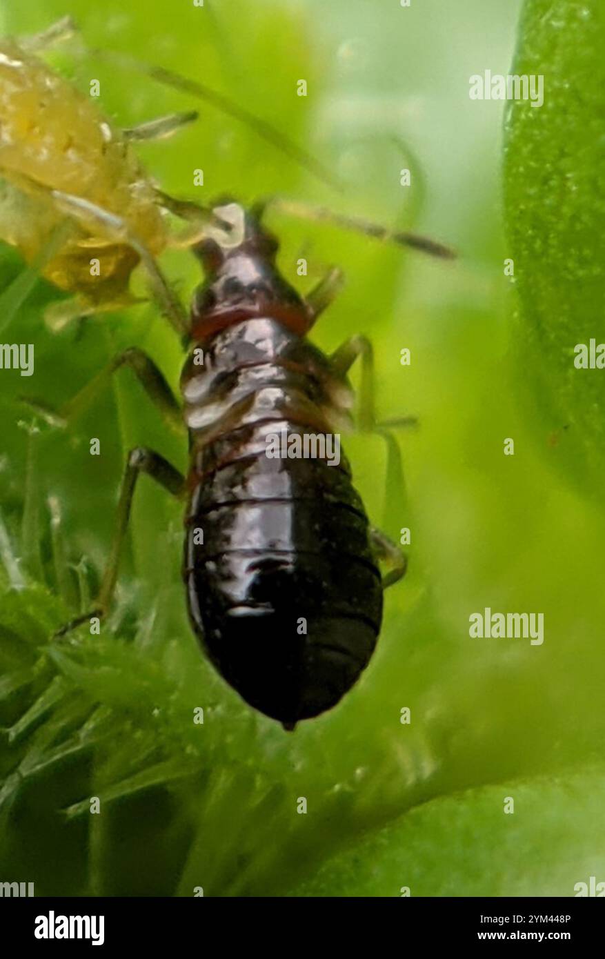 Minute pirate bugs (Anthocoridae Stock Photo - Alamy