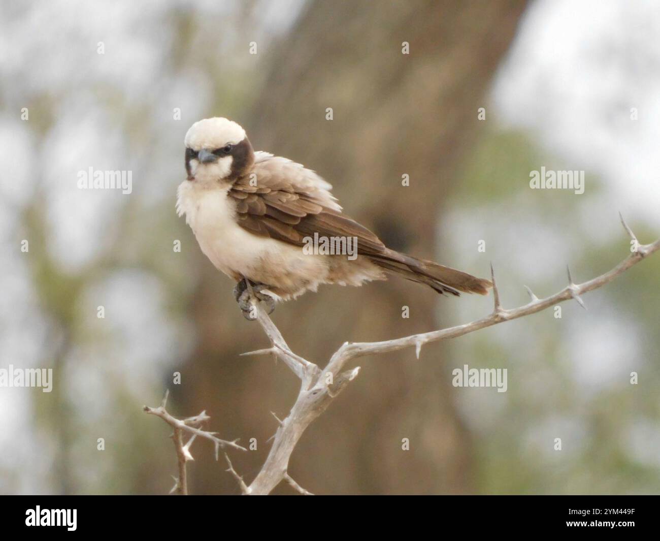 Eastern White-crowned Shrike (Eurocephalus anguitimens niveus Stock ...