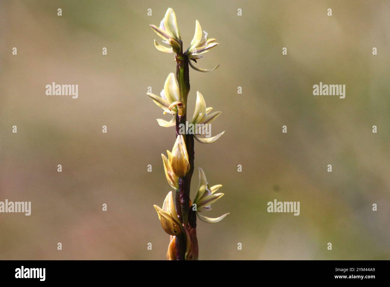 Tall Leek Orchid (Prasophyllum elatum Stock Photo - Alamy