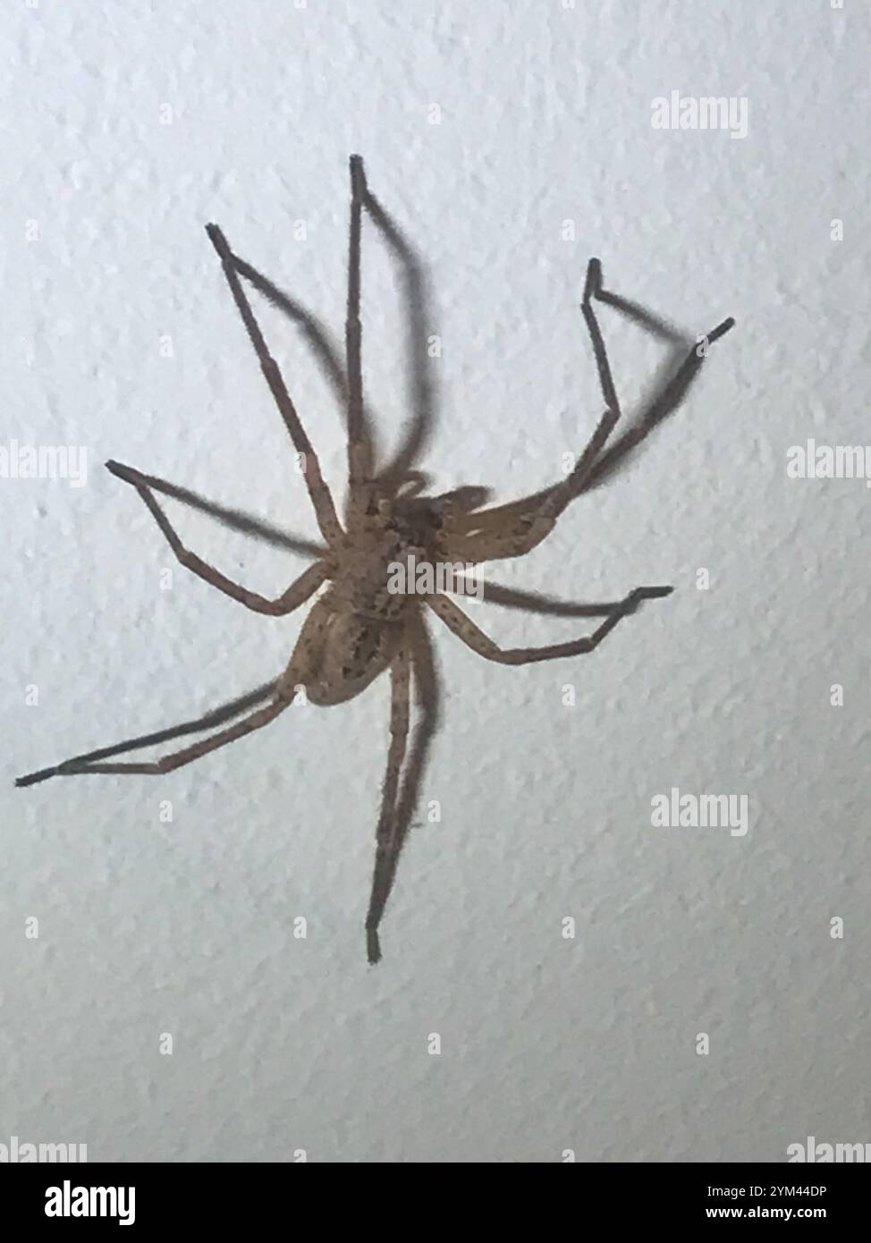 Mediterranean Spiny False Wolf Spider (Zoropsis spinimana Stock Photo ...