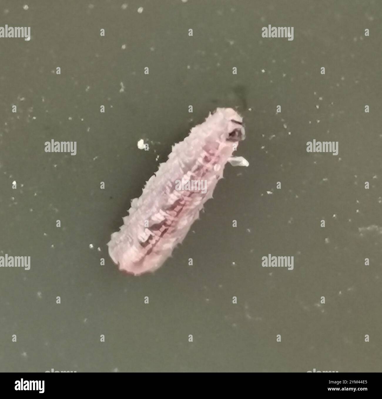 Typical Hover Flies (Syrphinae Stock Photo - Alamy