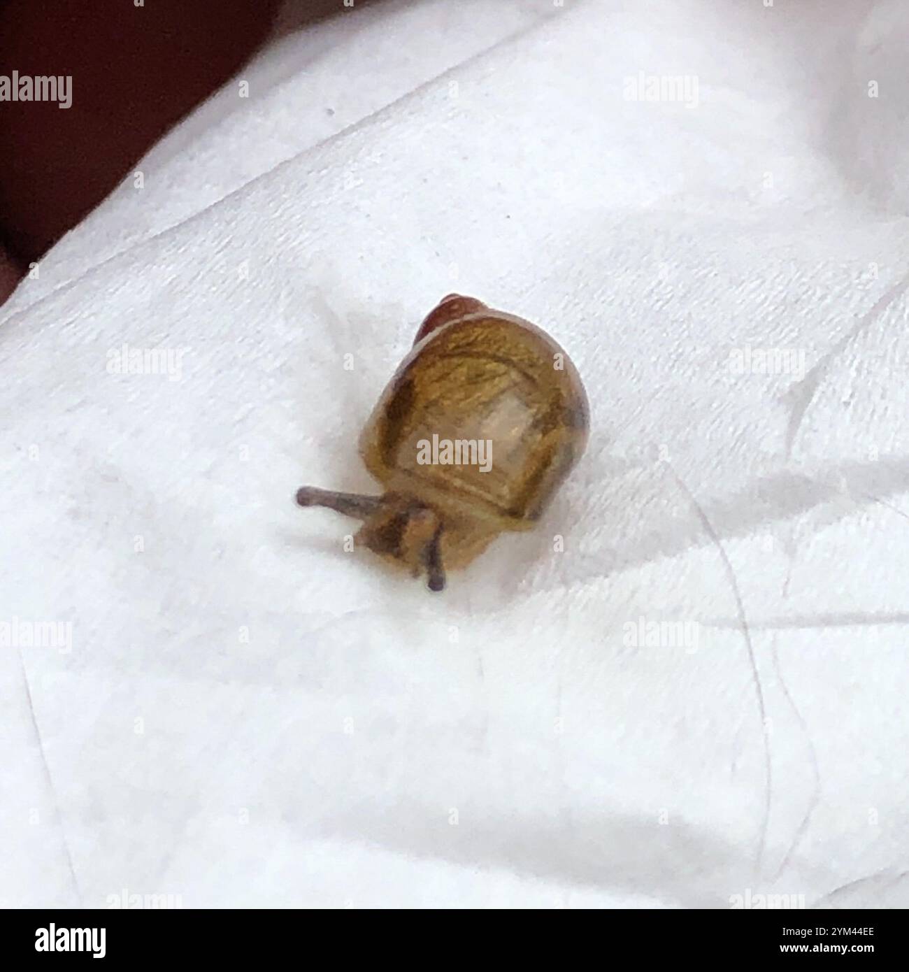 Succineidae hi-res stock photography and images - Alamy