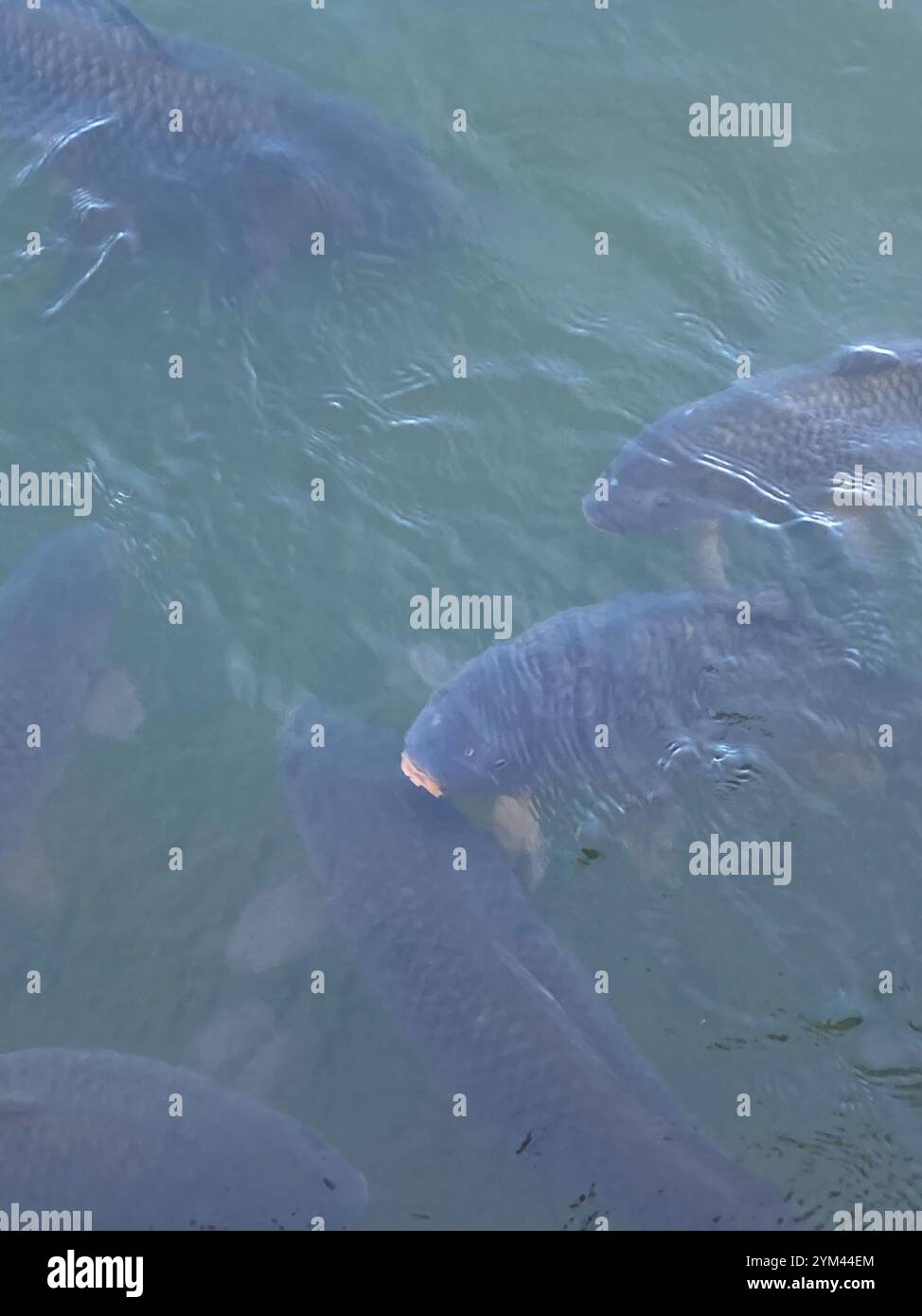 European Carp (Cyprinus carpio Stock Photo - Alamy