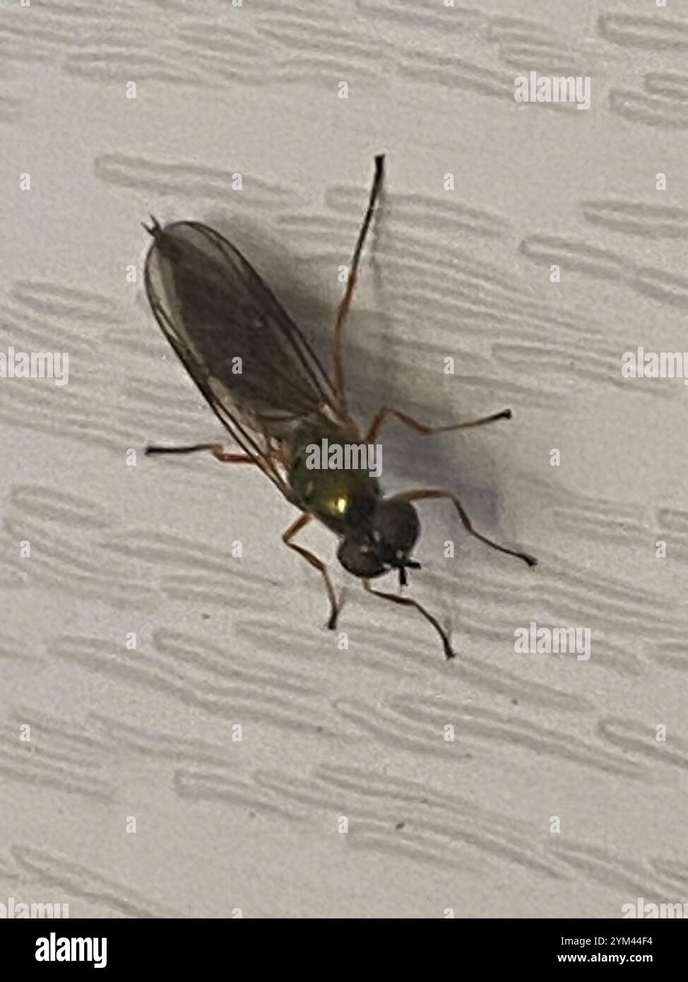 Twin-Spot Centurion Fly (Sargus bipunctatus Stock Photo - Alamy