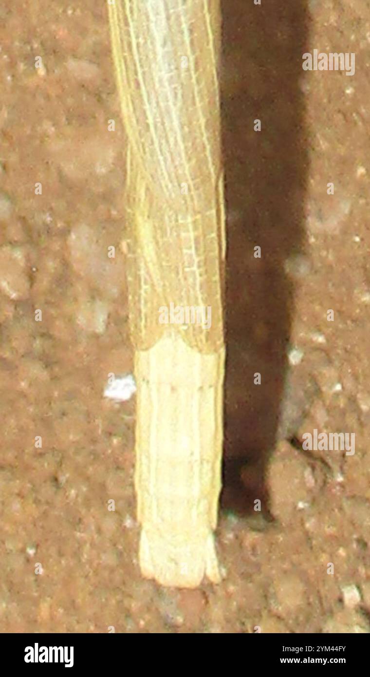 Hammerhead Mantis (Hoplocoryphella grandis Stock Photo - Alamy