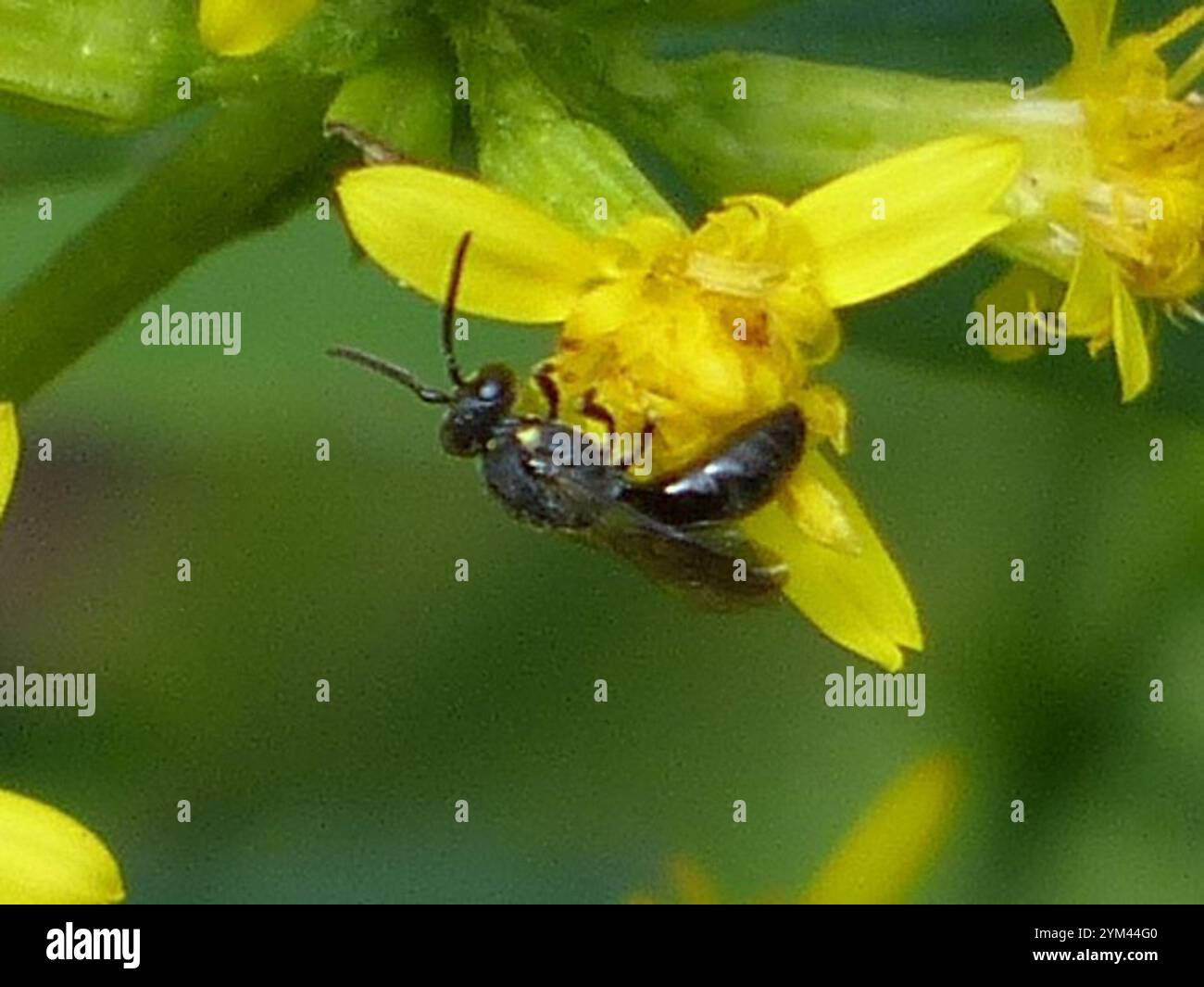 Masked Bees (Hylaeus Stock Photo - Alamy