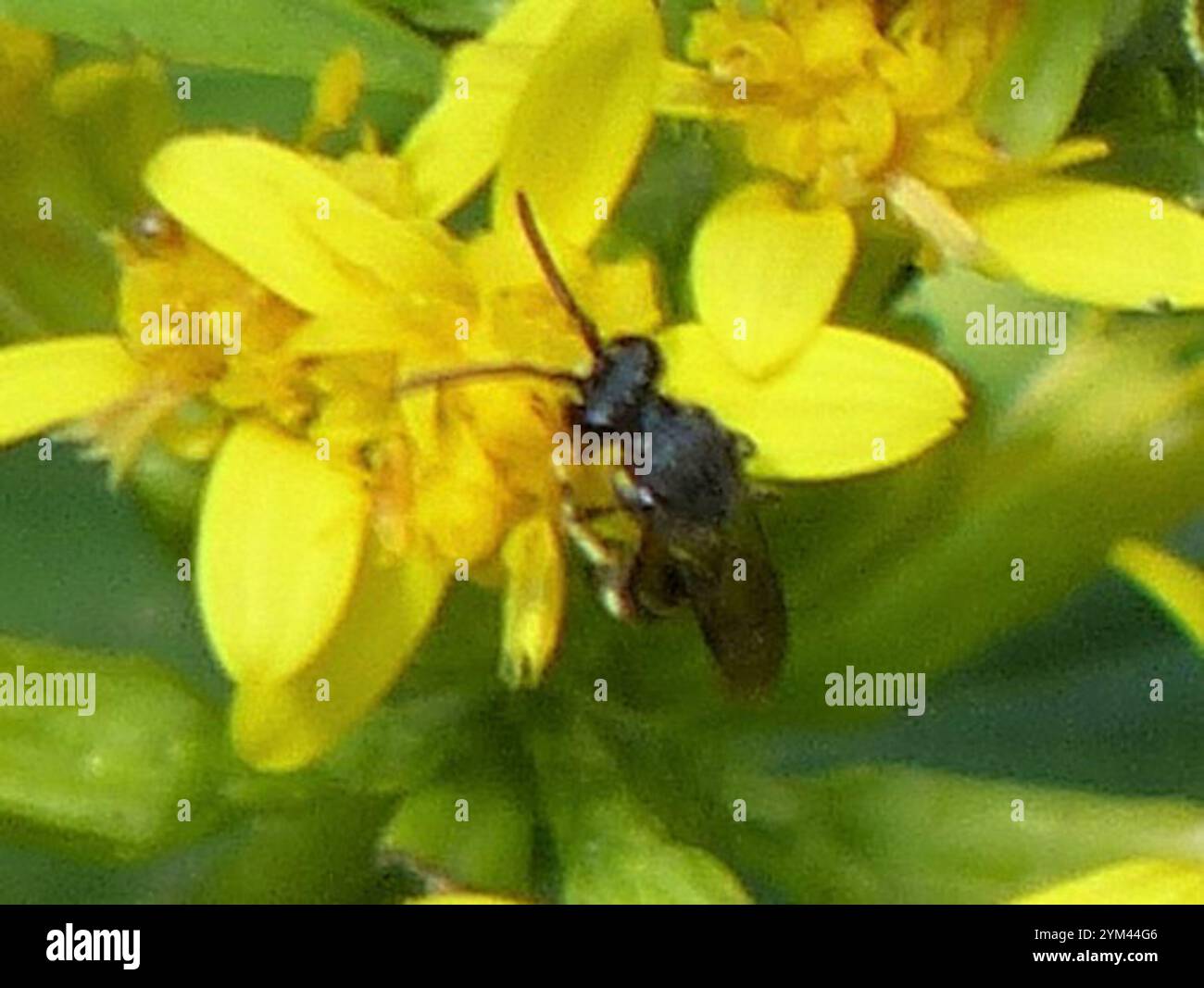 Masked Bees (Hylaeus Stock Photo - Alamy