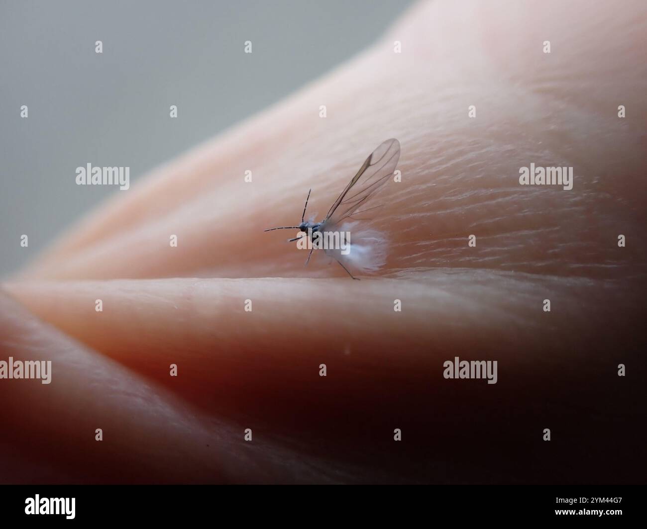 Woolly Aphids (Prociphilus Stock Photo - Alamy