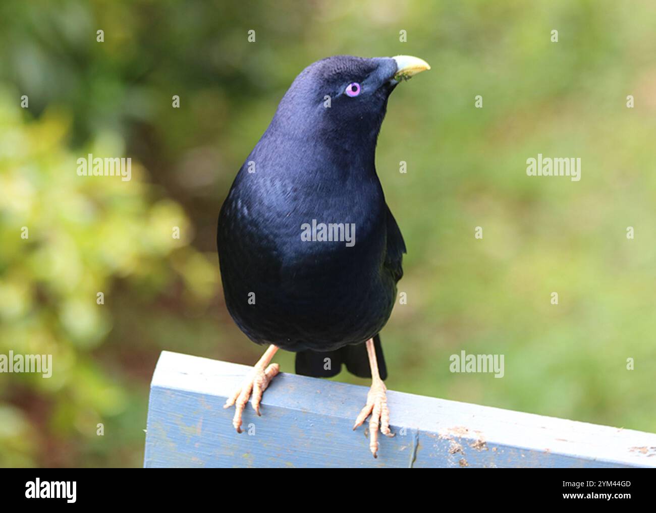 Satin Bowerbird (Ptilonorhynchus violaceus Stock Photo - Alamy