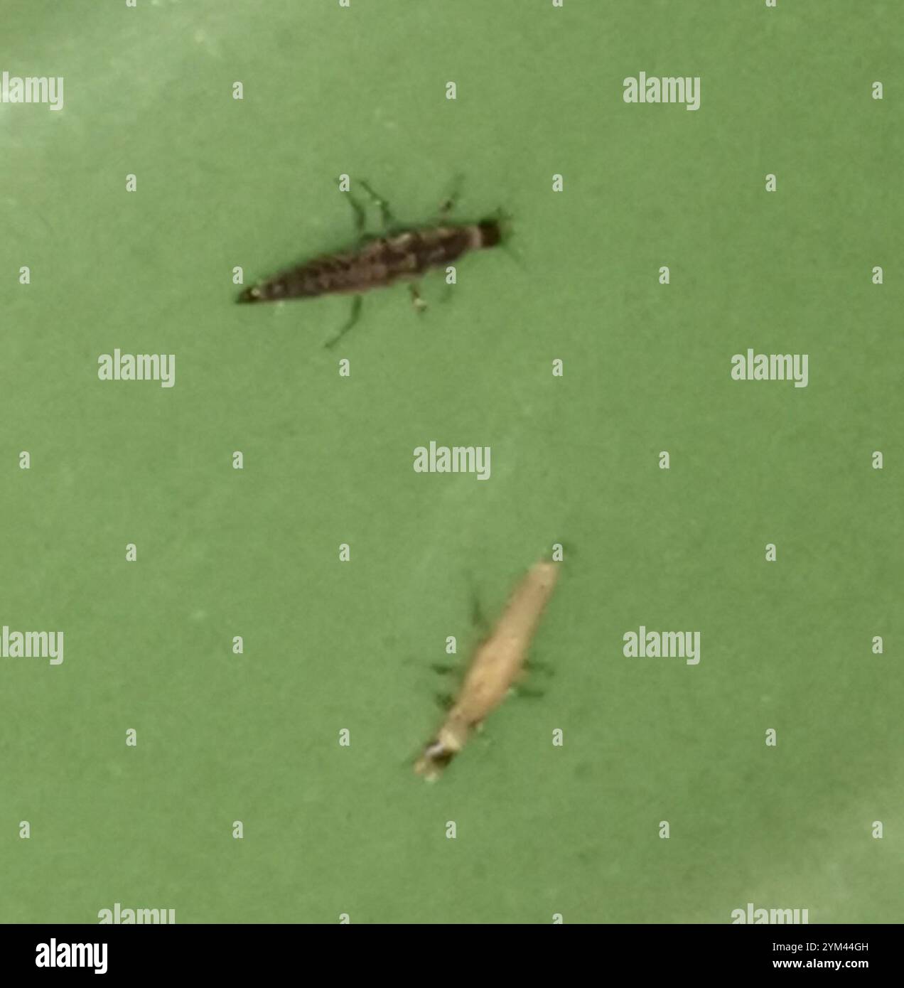 Winged and Once-winged Insects (Pterygota Stock Photo - Alamy