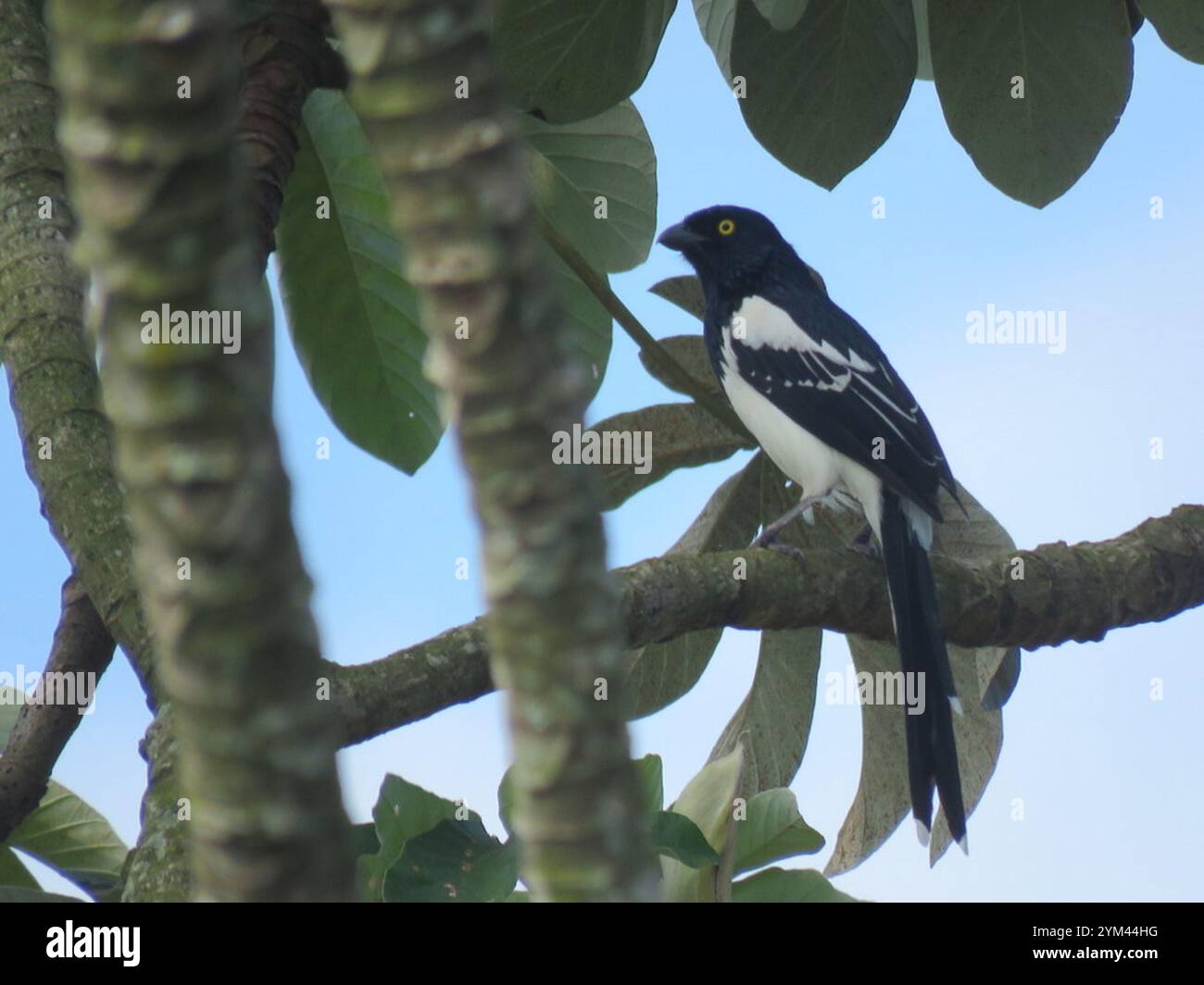 Magpie Tanager (Cissopis leverianus Stock Photo - Alamy