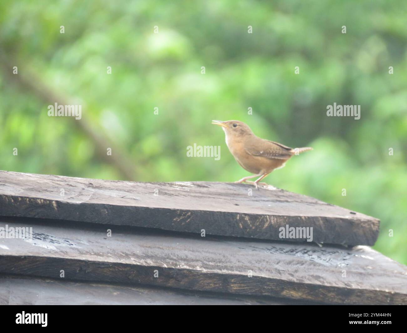Southern House Wren (Troglodytes musculus Stock Photo - Alamy