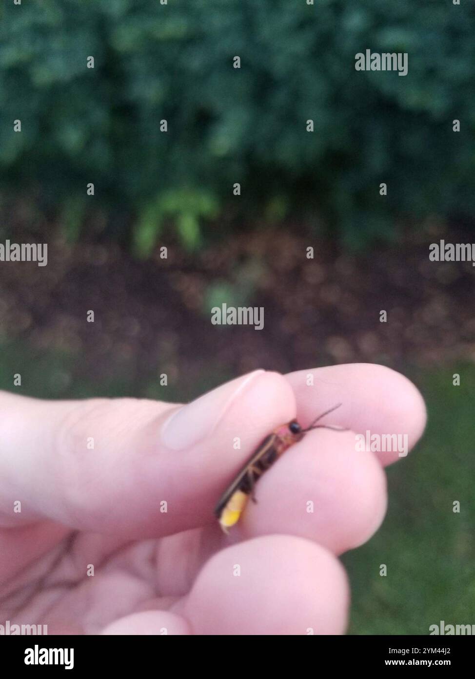 Common Eastern Firefly (Photinus pyralis Stock Photo - Alamy