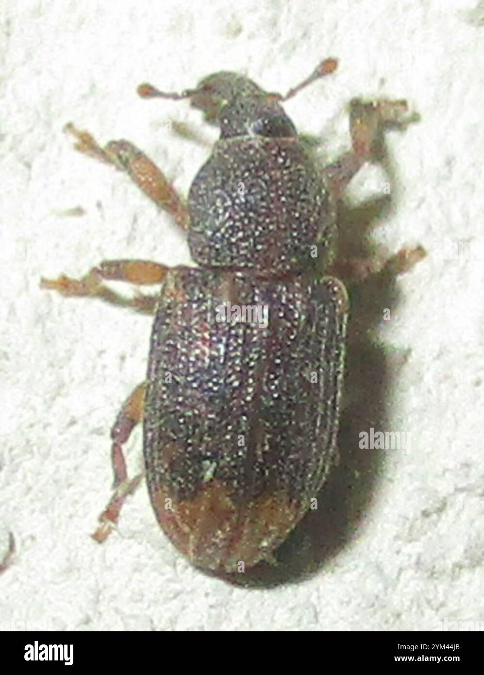 True Weevils (Curculionidae Stock Photo - Alamy