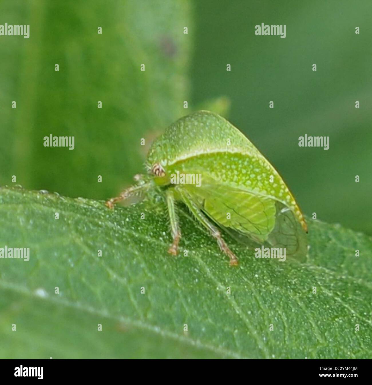 Three-cornered Alfalfa Hopper (Spissistilus festinus Stock Photo - Alamy