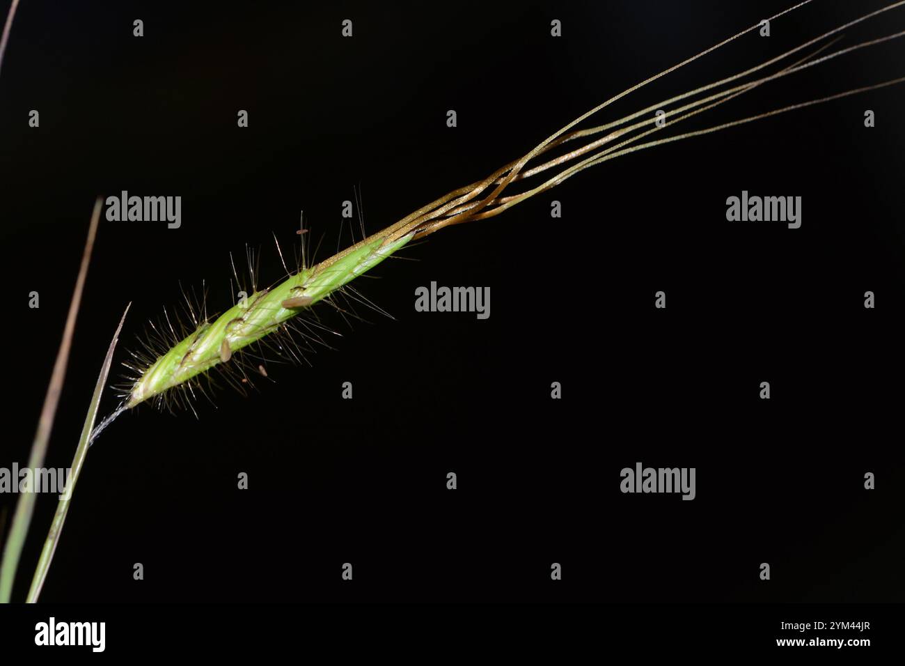 tanglehead (Heteropogon contortus Stock Photo - Alamy