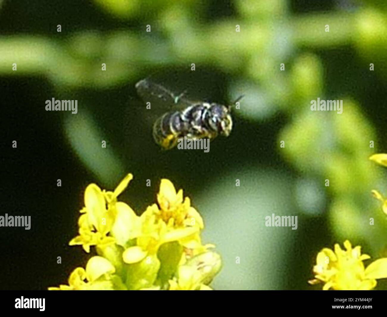 Armored-Resin bees (Heriades Stock Photo - Alamy