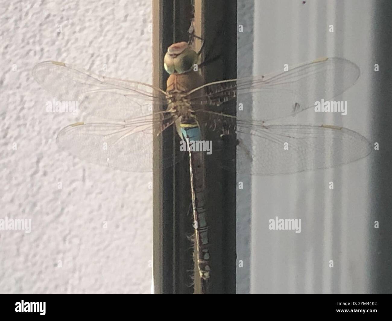 Lesser Emperor (Anax parthenope Stock Photo - Alamy