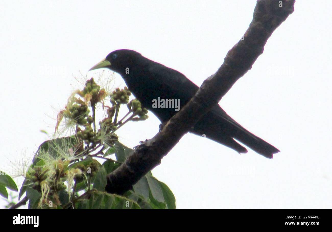 Red-rumped Cacique (Cacicus haemorrhous Stock Photo - Alamy