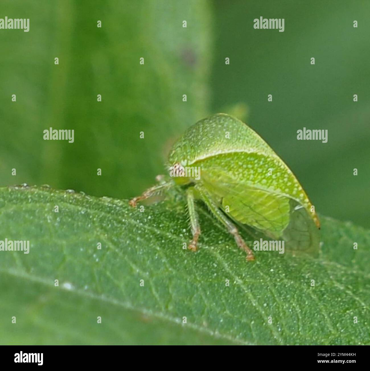 Three-cornered Alfalfa Hopper (Spissistilus festinus Stock Photo - Alamy