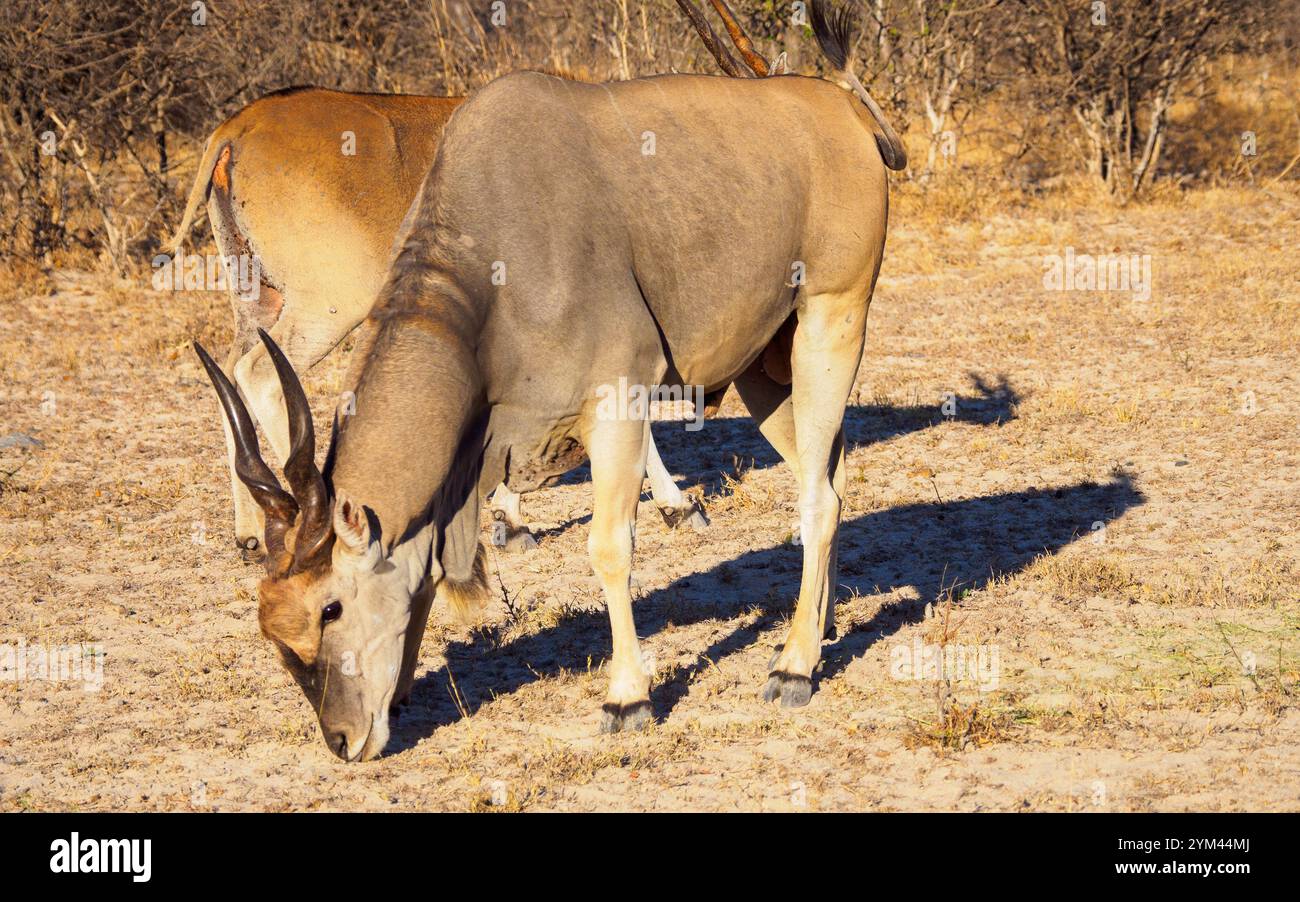Elands, Limpopo province, South Africa Stock Photo - Alamy