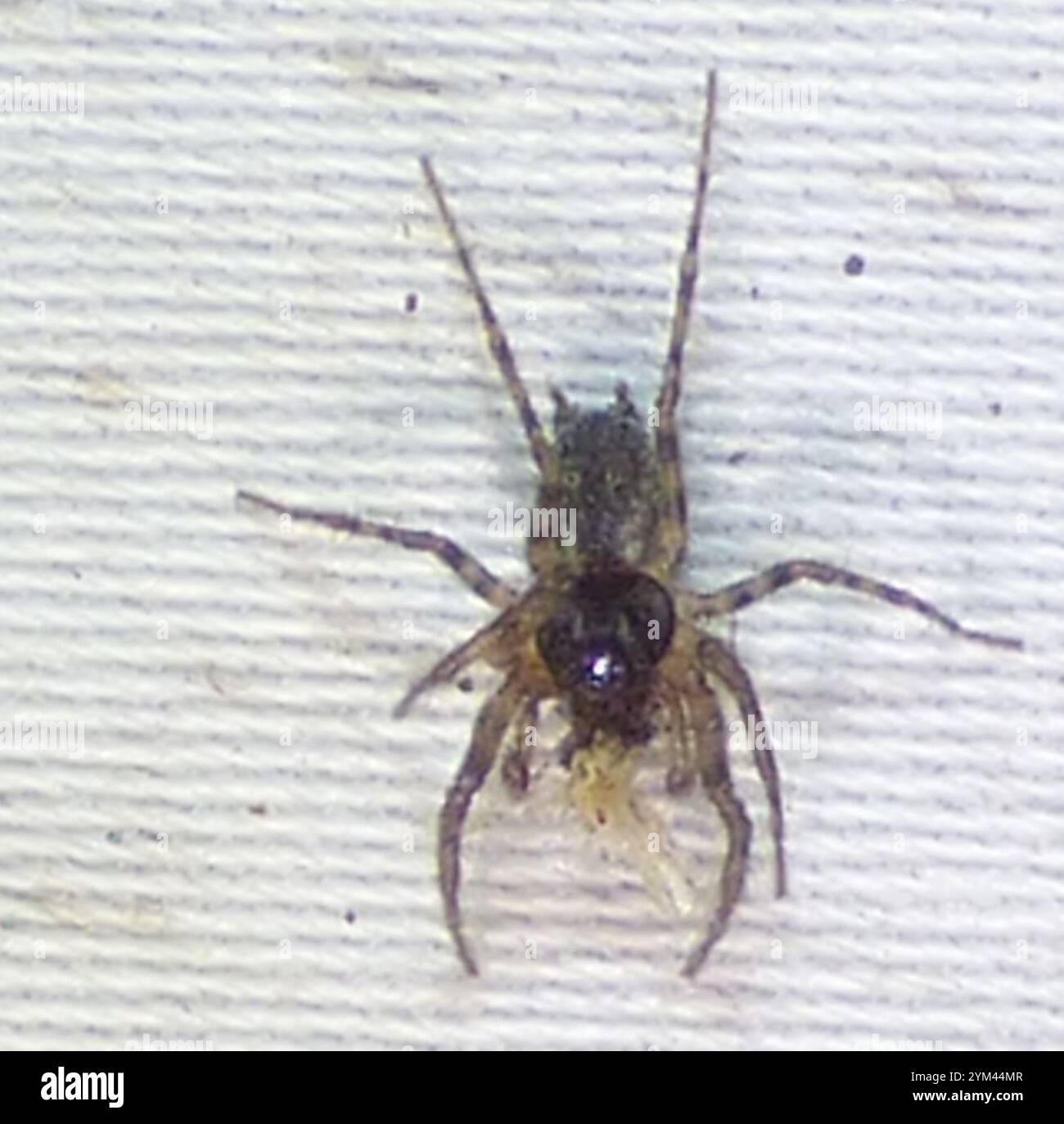 Comb-tailed Spiders (Hahniidae Stock Photo - Alamy