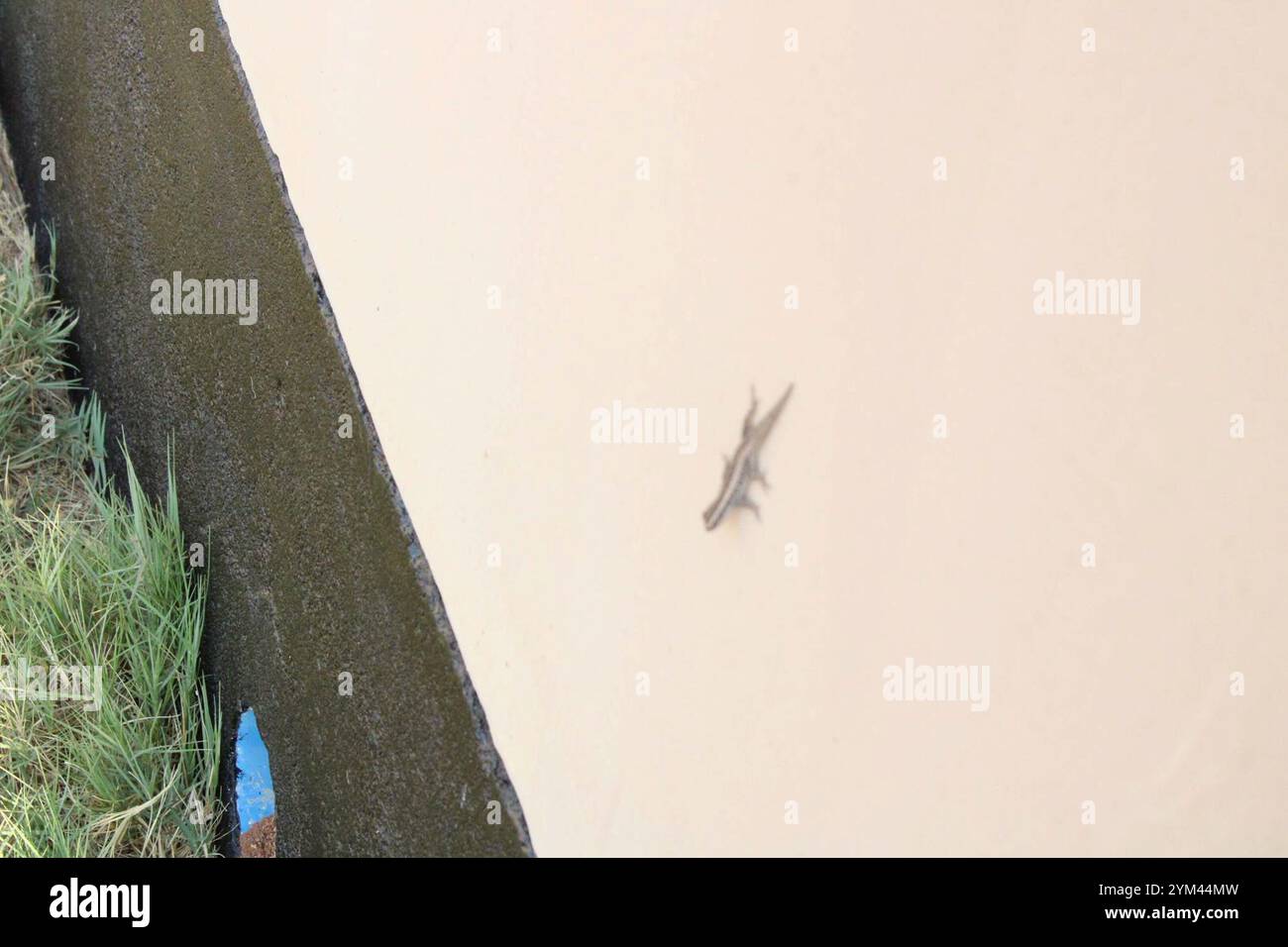 Afro-Neotropical Dwarf Geckos (Lygodactylus Stock Photo - Alamy