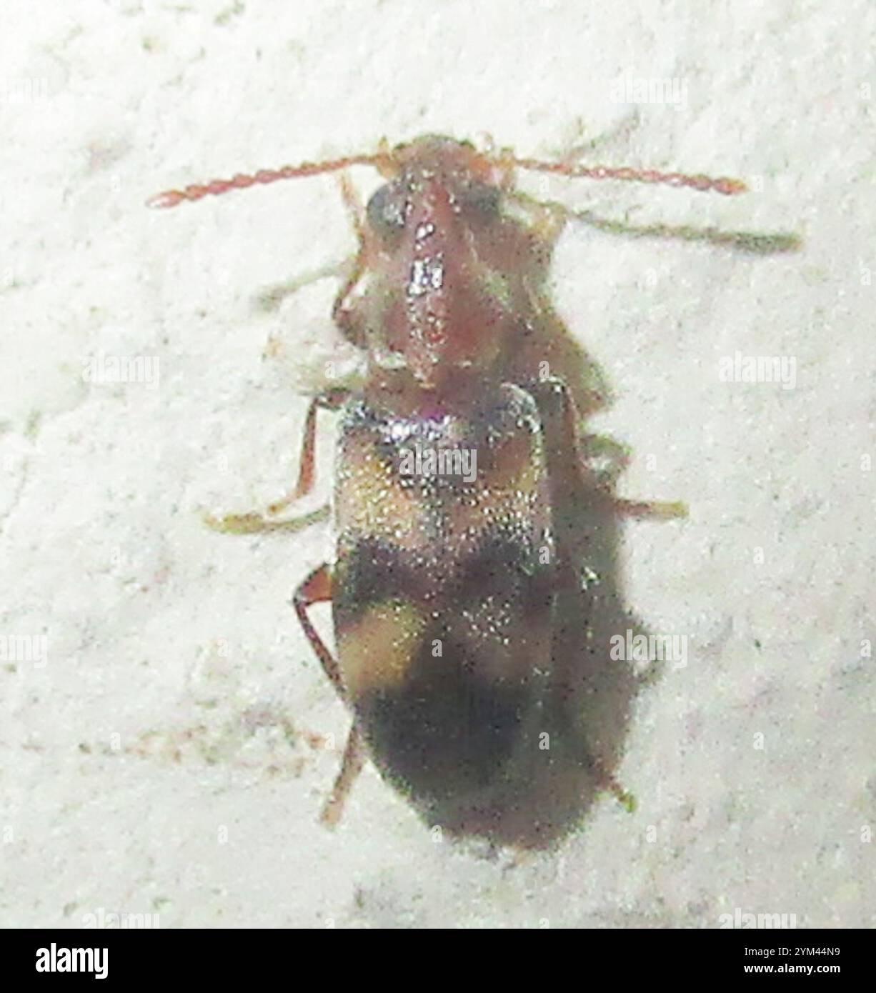 Hooded Antlike Flower Beetles (Notoxus Stock Photo - Alamy