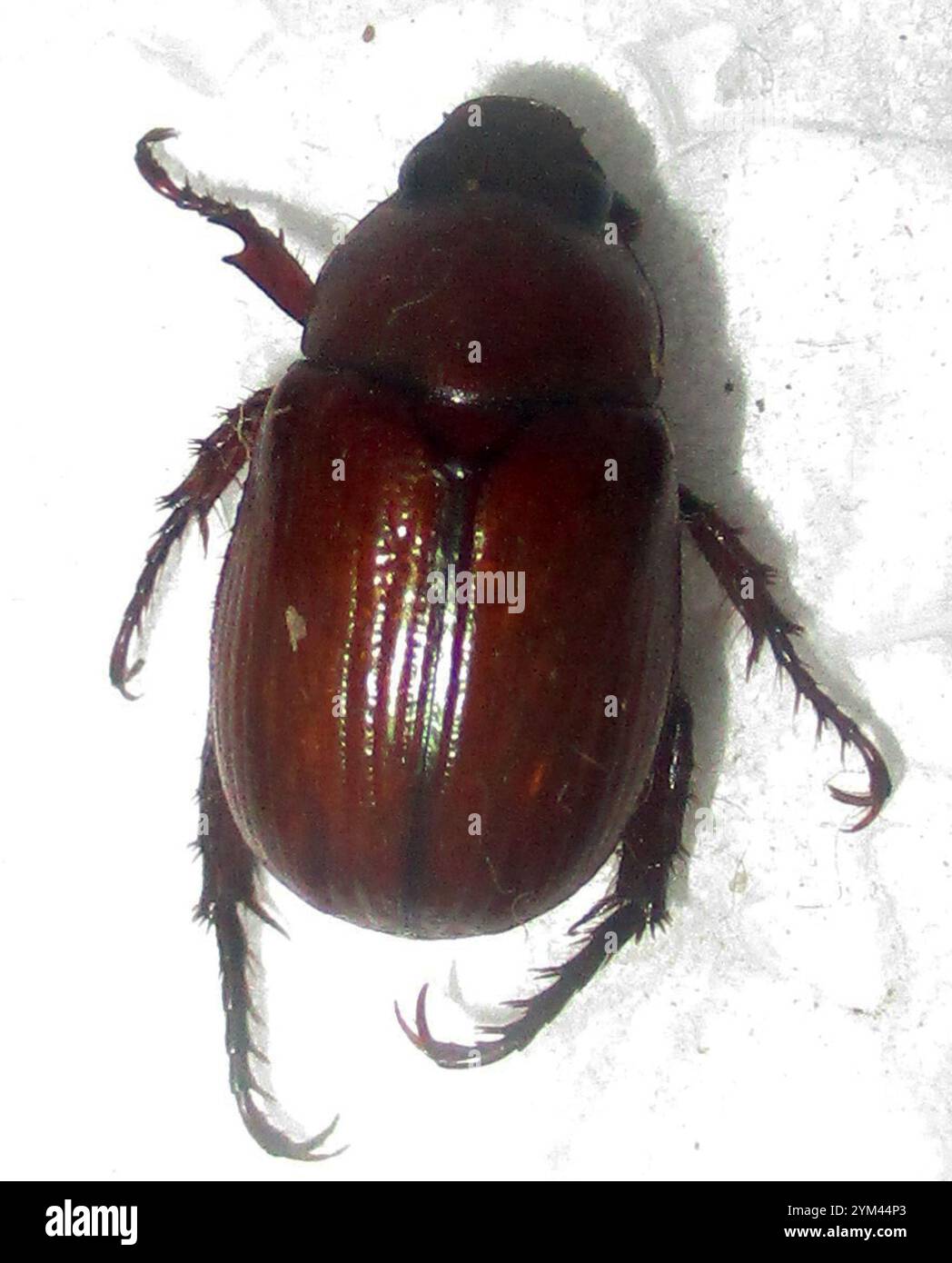 Shining Leaf Chafers (Rutelinae Stock Photo - Alamy