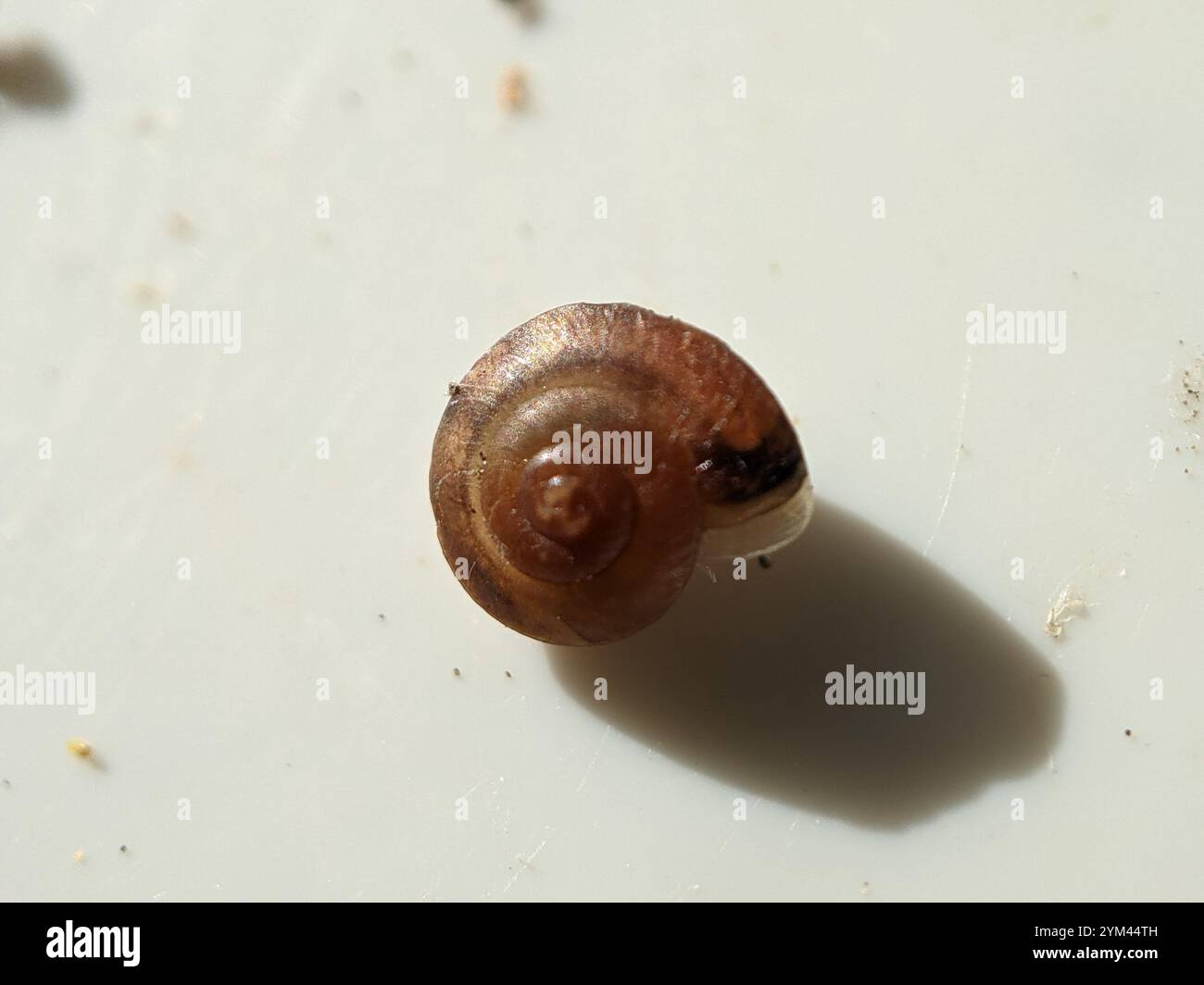 Common Land Snails and Slugs (Stylommatophora Stock Photo - Alamy