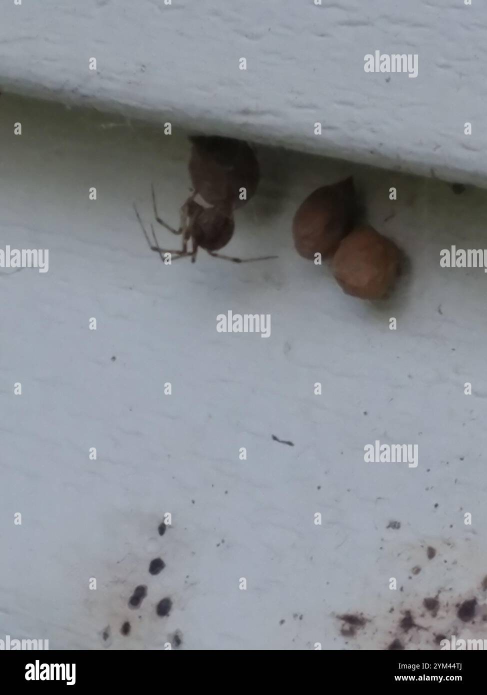 Common House Spider (Parasteatoda tepidariorum Stock Photo - Alamy
