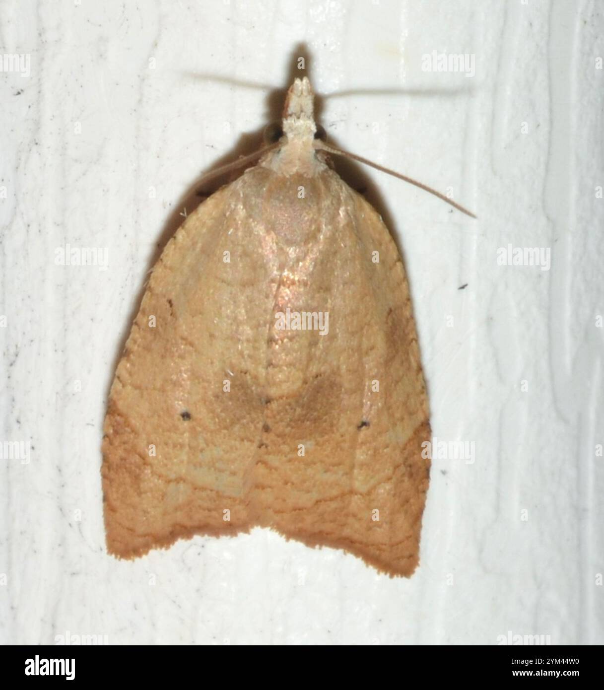 Batman Moth (Coelostathma discopunctana Stock Photo - Alamy