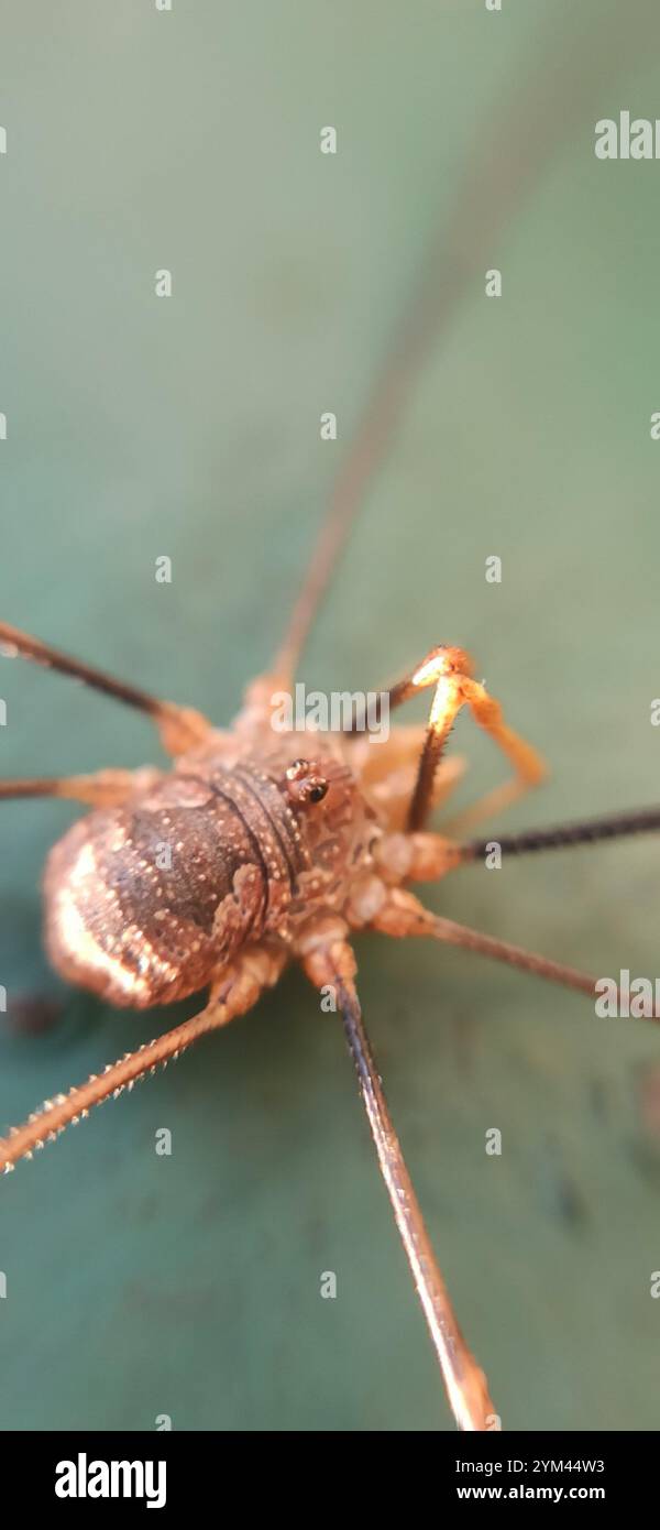 European Harvestman (Phalangium opilio Stock Photo - Alamy