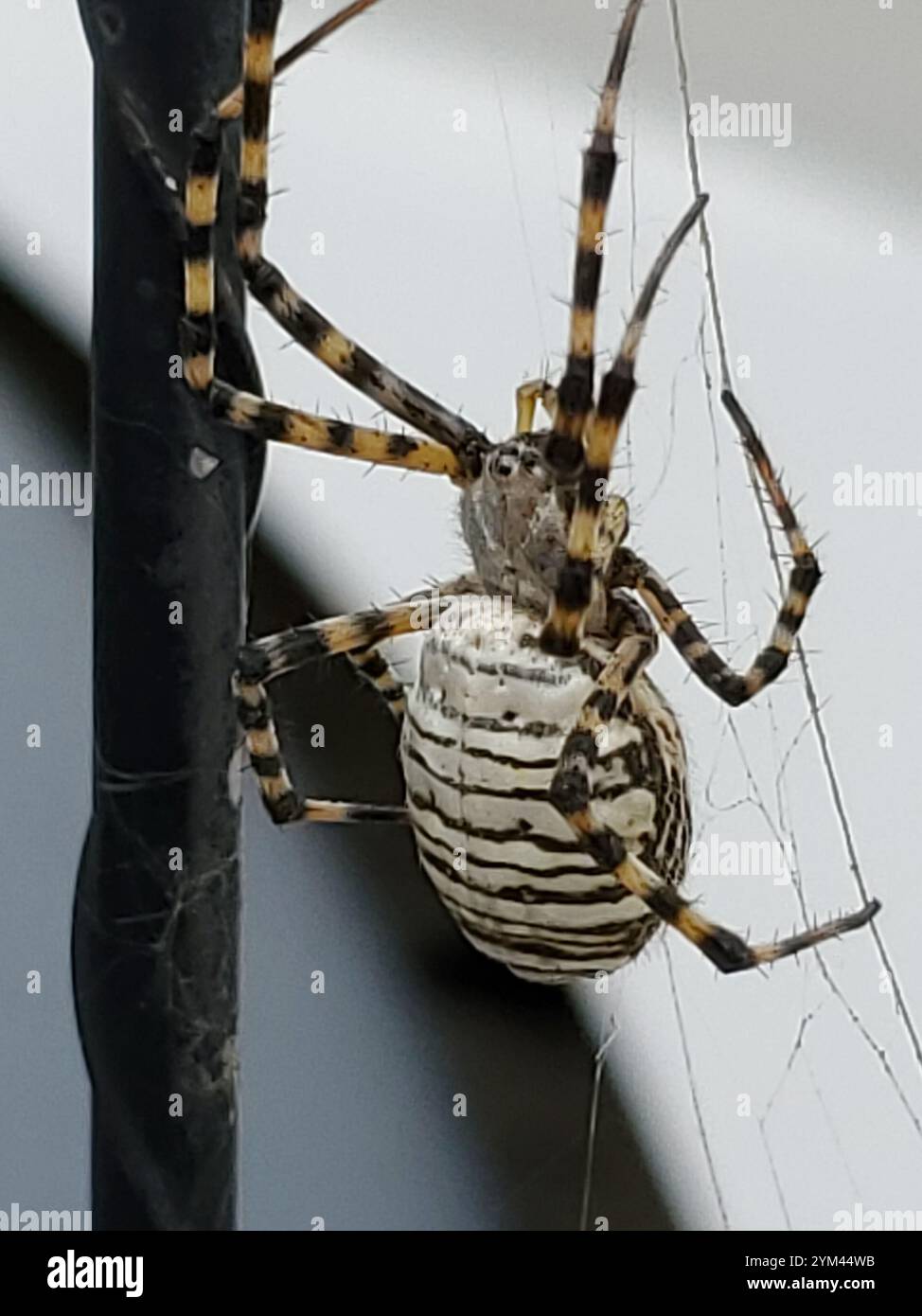Banded Garden Spider (Argiope trifasciata Stock Photo - Alamy