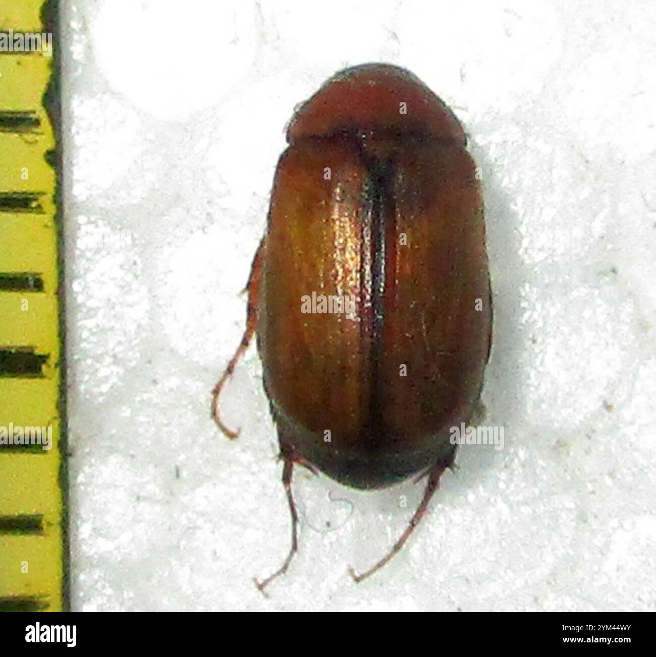 June Beetles (Melolonthinae Stock Photo - Alamy