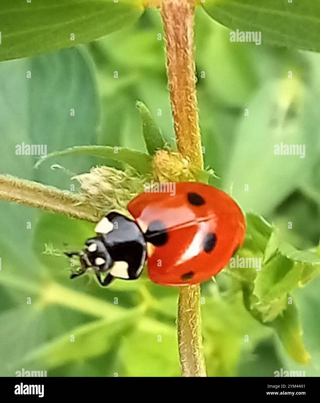 Seven-spotted Lady Beetle (Coccinella septempunctata Stock Photo - Alamy