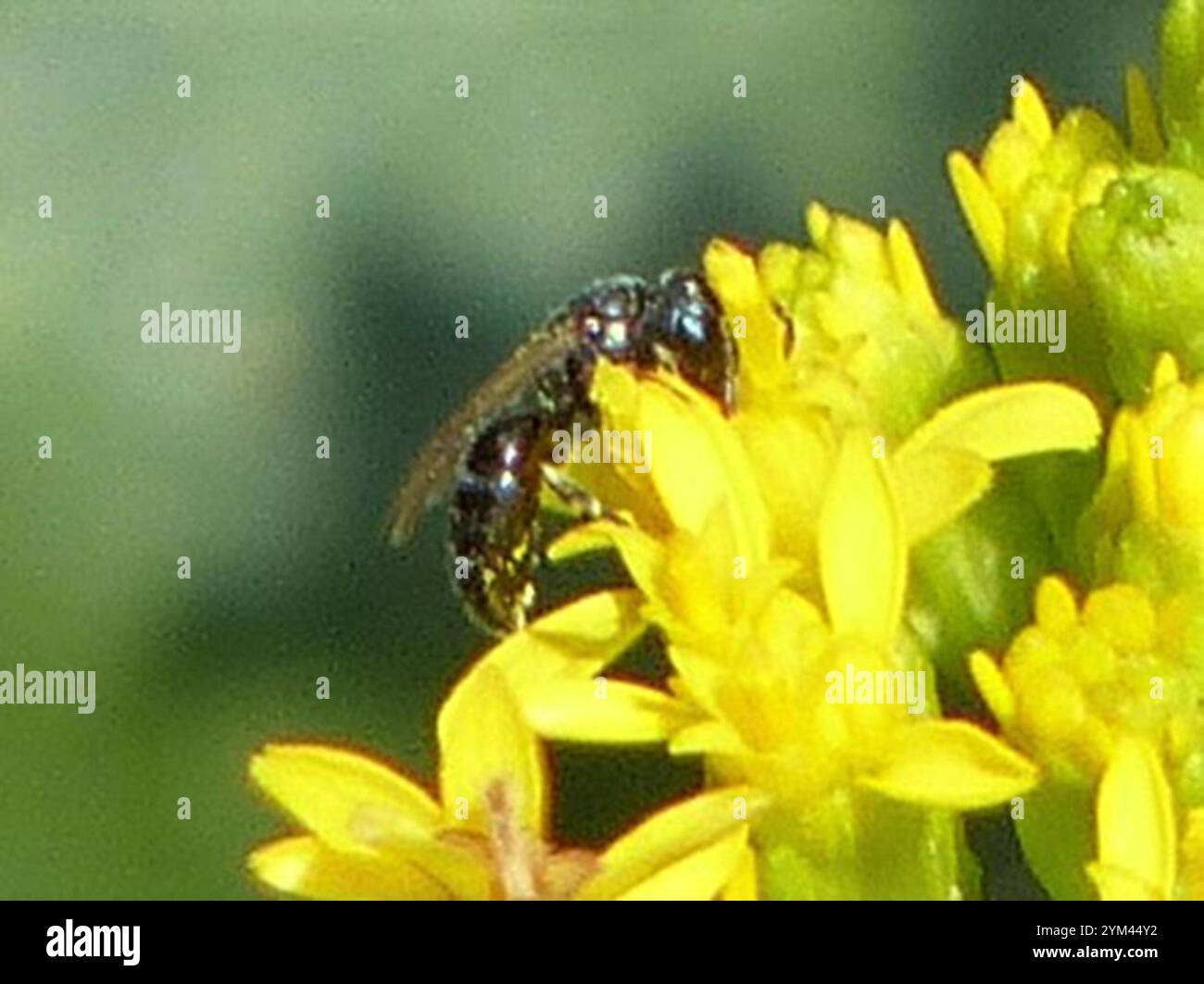 Masked Bees (Hylaeus Stock Photo - Alamy
