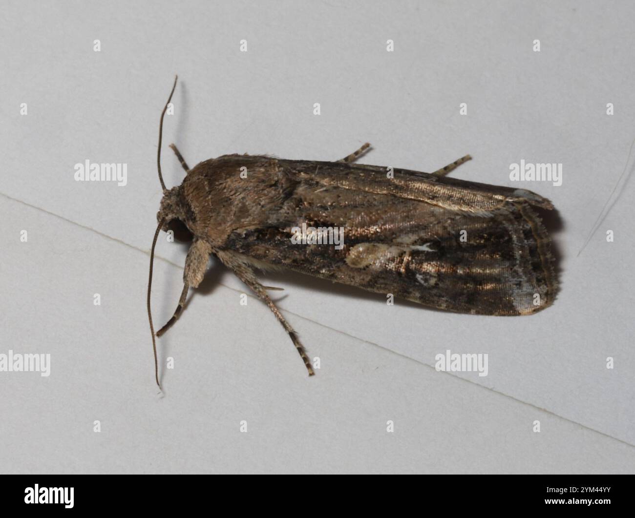 Fall Armyworm Moth (Spodoptera frugiperda Stock Photo - Alamy