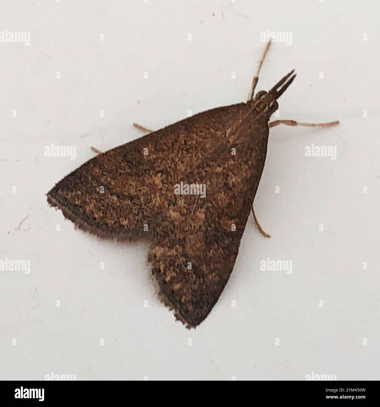 Celery Leaftier Moth (Udea rubigalis Stock Photo - Alamy