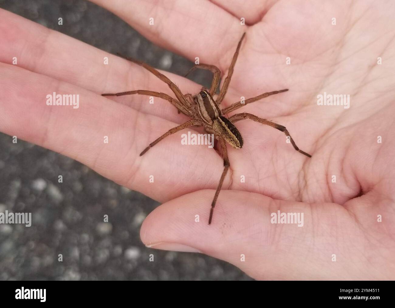Rabid Wolf Spider (Rabidosa rabida Stock Photo - Alamy