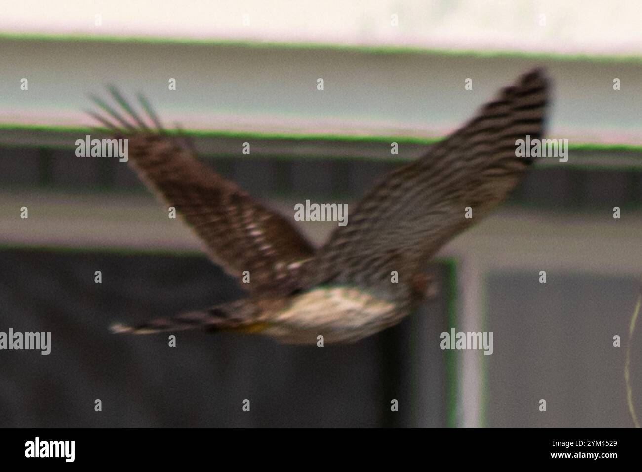 Cooper's Hawk (Astur cooperii Stock Photo - Alamy