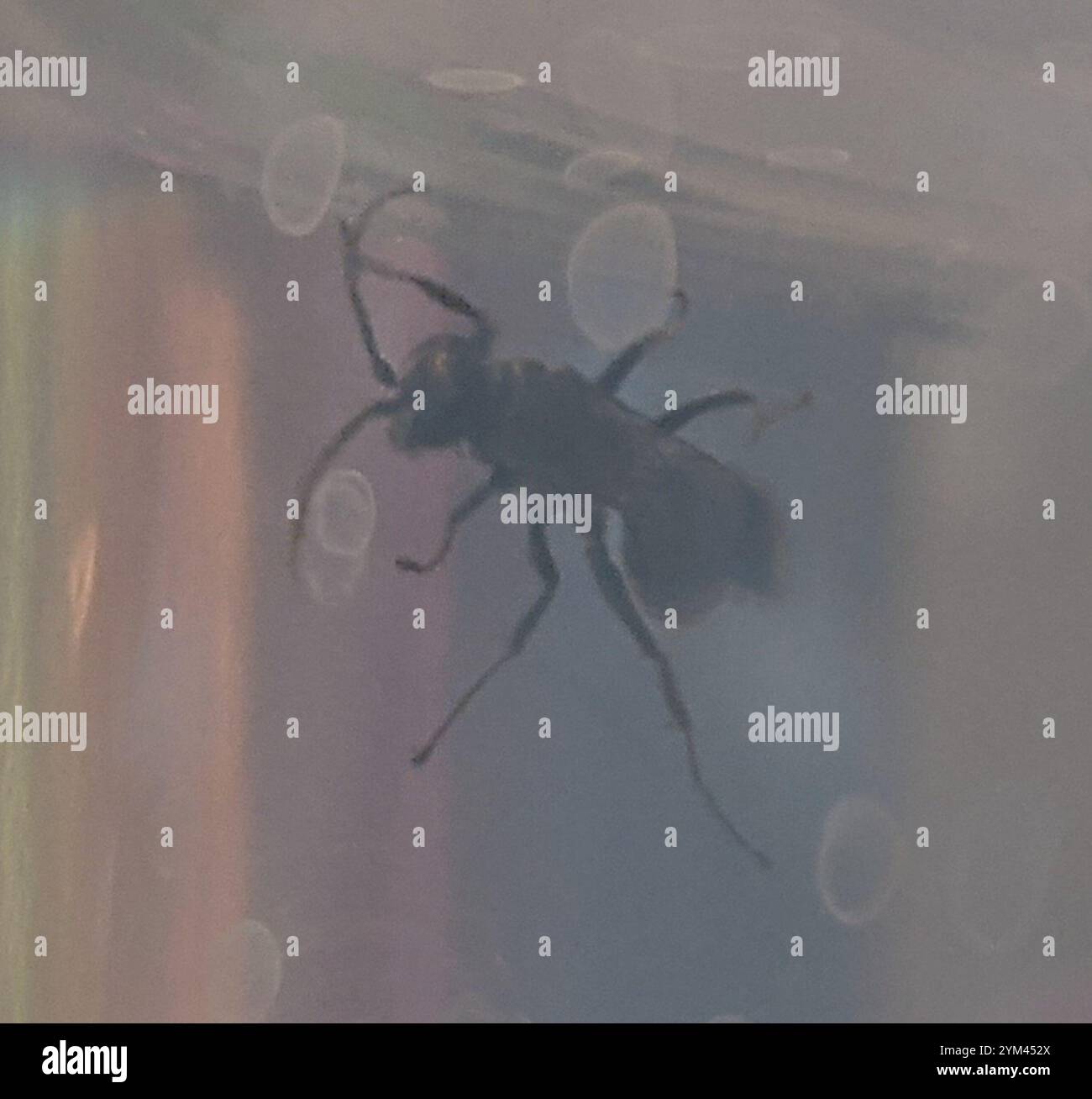 Ants, Bees, and Stinging Wasps (Aculeata Stock Photo - Alamy