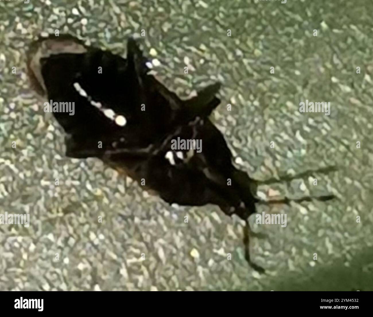 Minute pirate bugs (Anthocoridae Stock Photo - Alamy