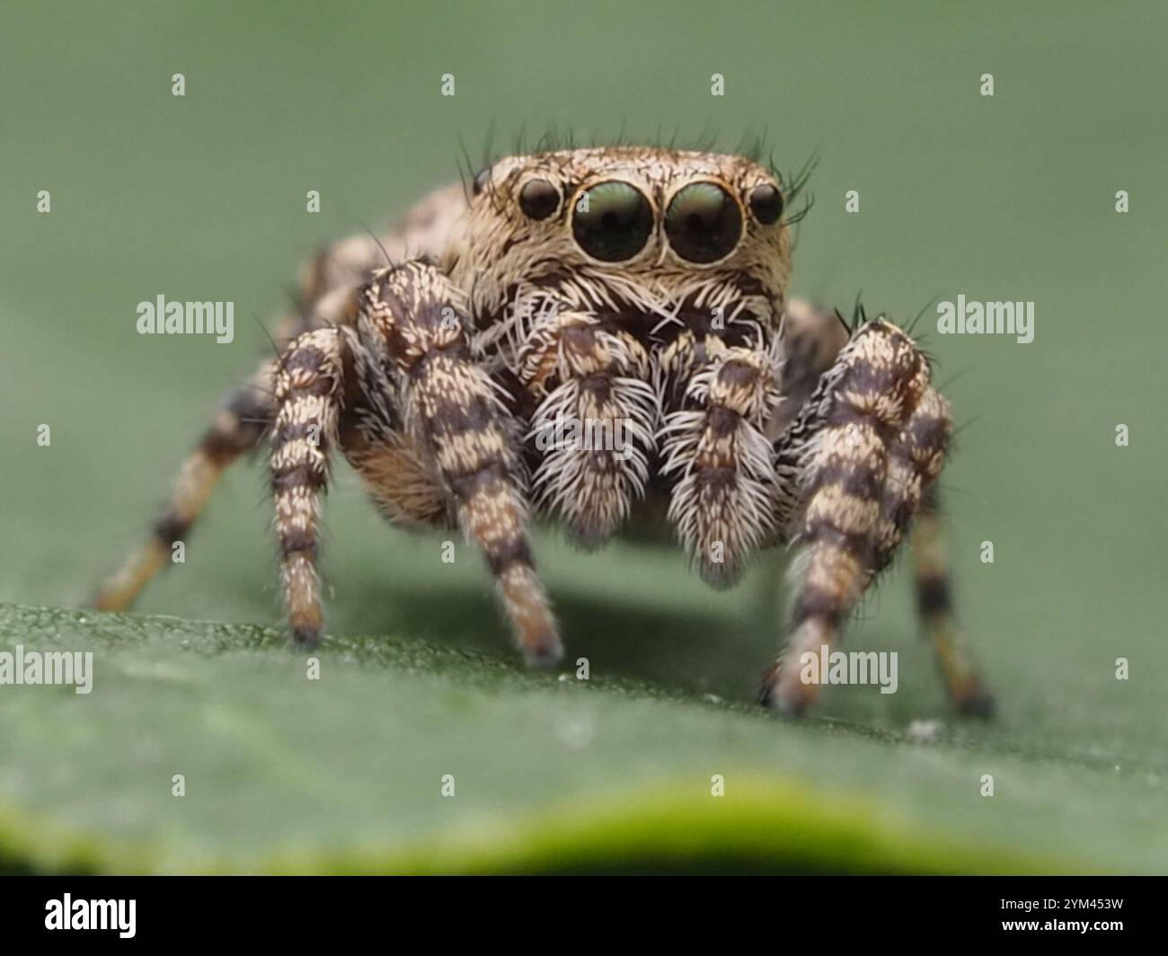 Peppered Jumping Spider (Pelegrina galathea Stock Photo - Alamy
