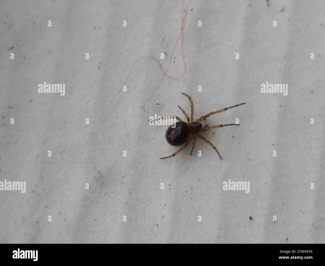 Ant-eating Spiders (Euryopis Stock Photo - Alamy